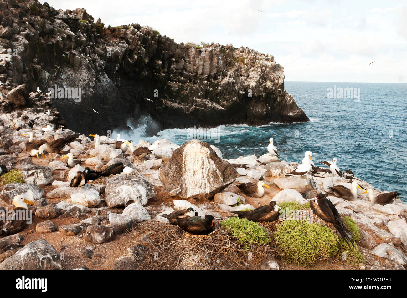 Mixed seabird nesting colony with Waved Albatrosses (Phoebastria ...