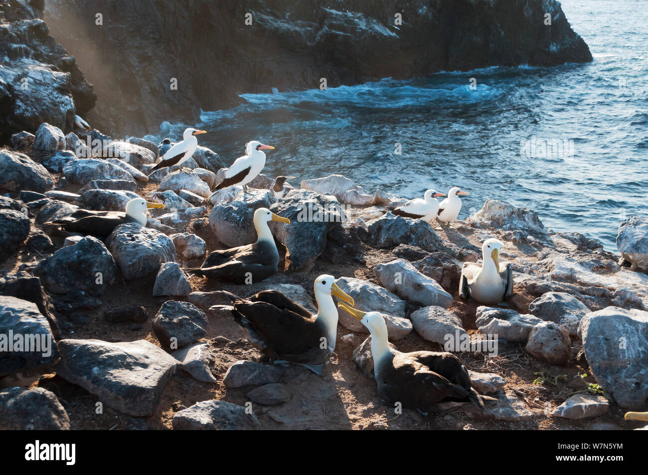Waved Albatross (Phoebastria irrorata) and Nazca boobies (Sula granti ...