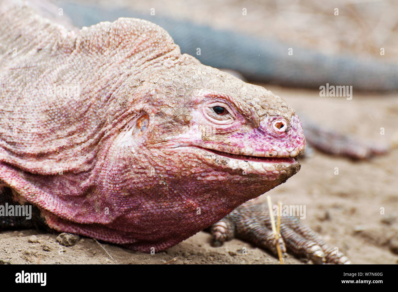 Pink iguana hi-res stock photography and images - Alamy