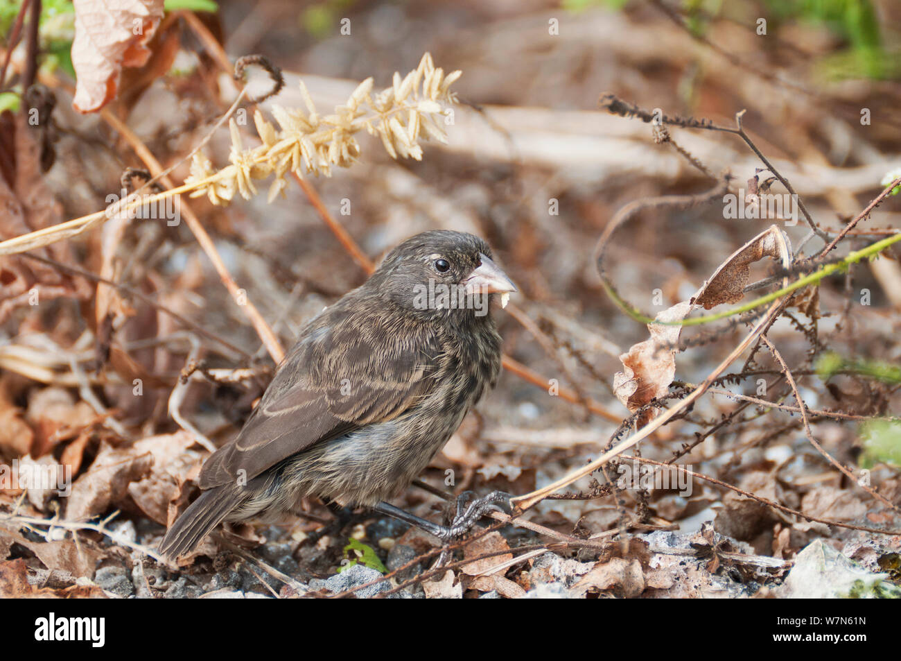 Sharp-beaked ground finch (Geospiza difficilis) Galapagos islands Stock ...
