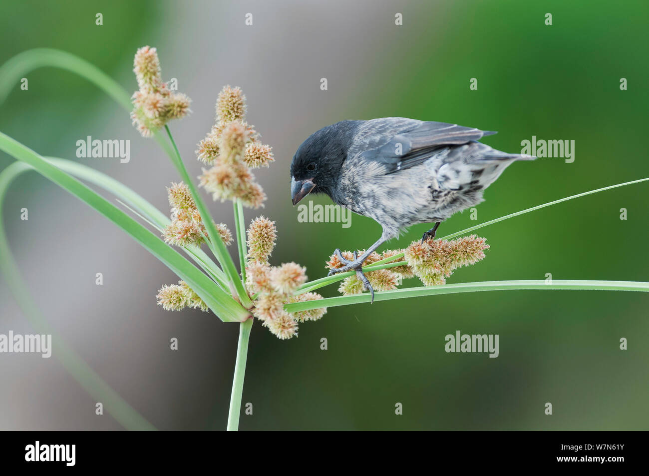 Small ground finch (Geospiza fuliginosa) foraging on grass flowers ...