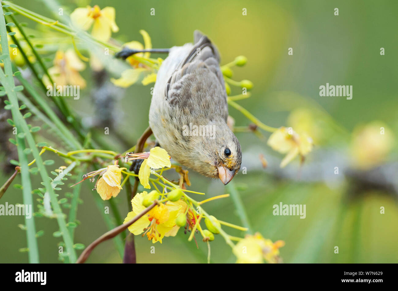 Small tree finch (Camarhynchus parvulus) feeding on yellow flowers ...