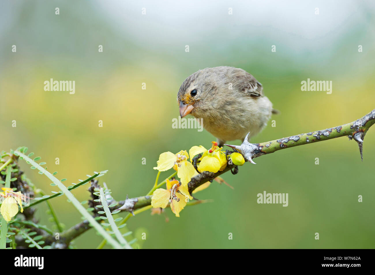 Small tree finch (Camarhynchus parvulus) perched with yellow flowers ...