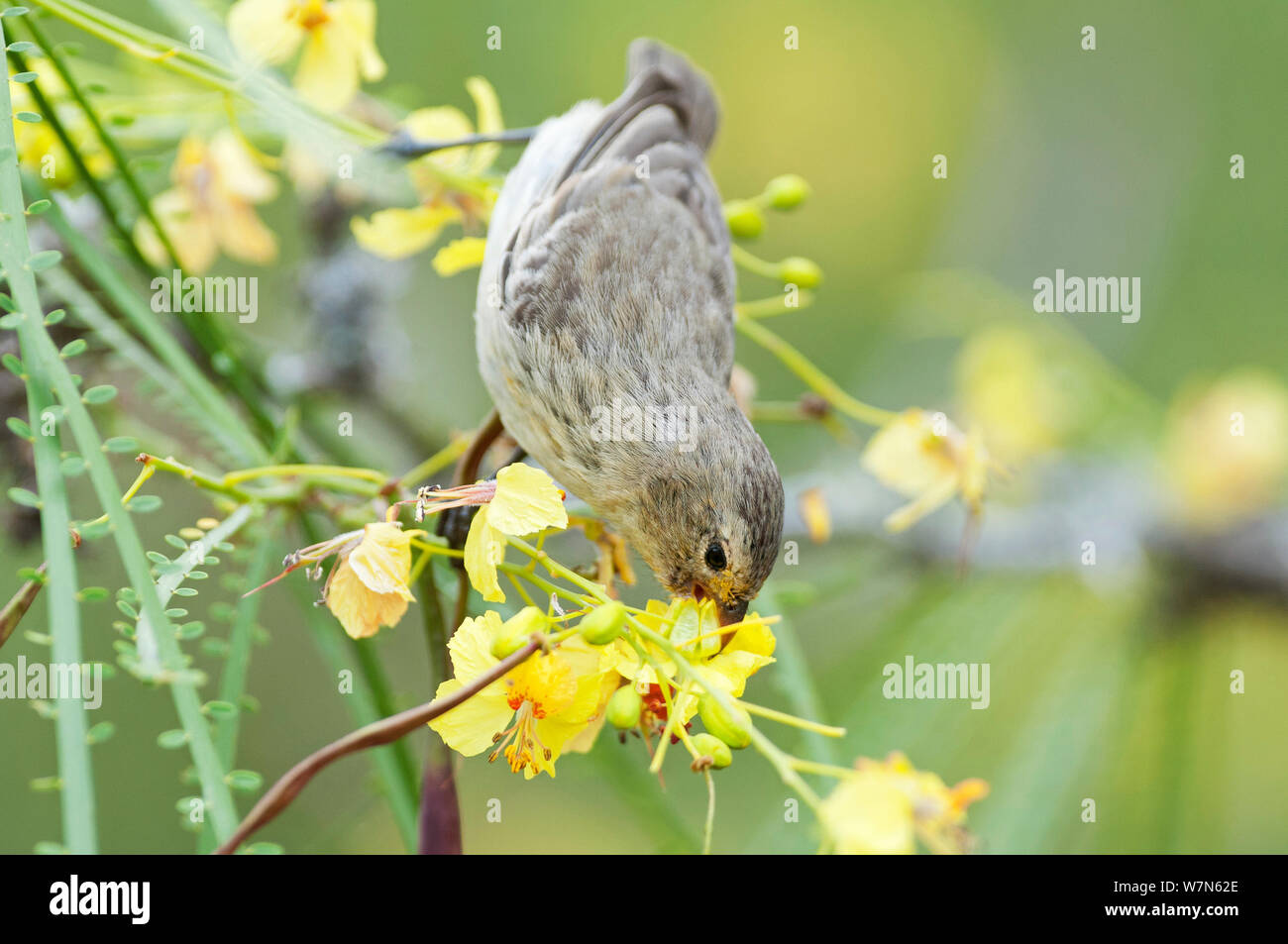 Songbirds flowers hi-res stock photography and images - Alamy