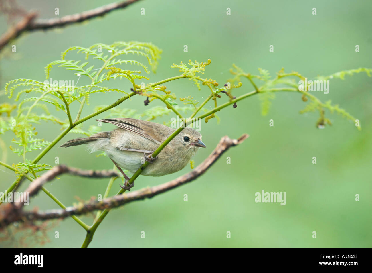 Certhidea ecuador hi-res stock photography and images - Alamy