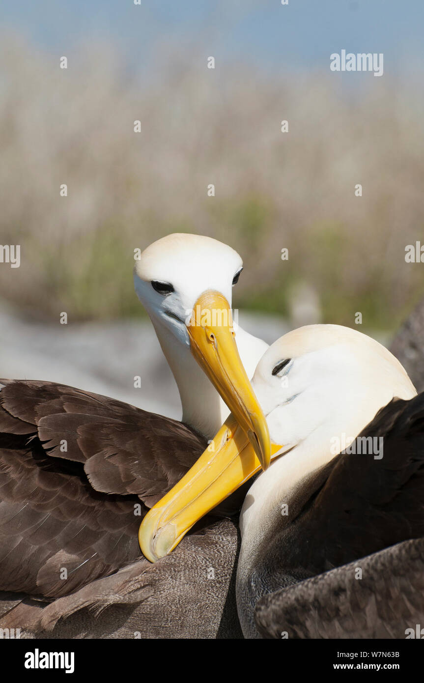 Waved albatross (Phoebastria irrorata) performing bonding beak-rubbing ...