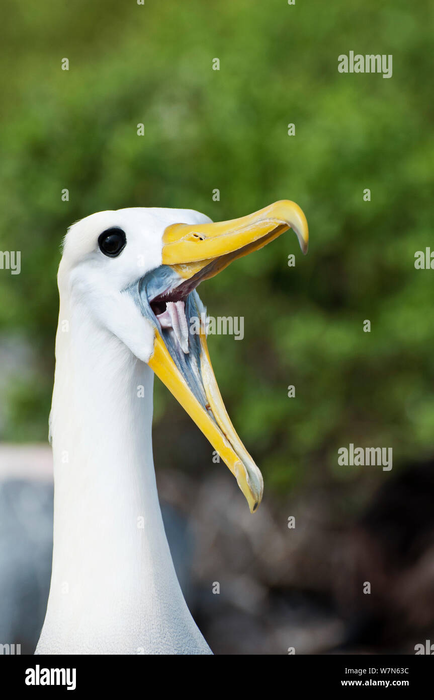 Waved albatross (Phoebastria irrorata) performing beak snapping display ...