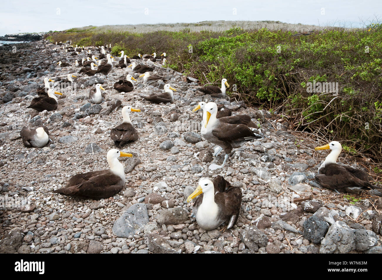 Waved albatross (Phoebastria irrorata) nesting colony on rocky beach ...
