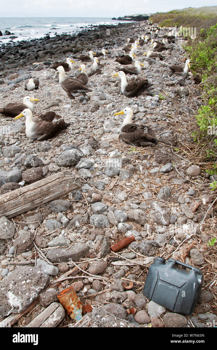 Waved albatross (Phoebastria irrorata) nesting colony on rocky beach ...