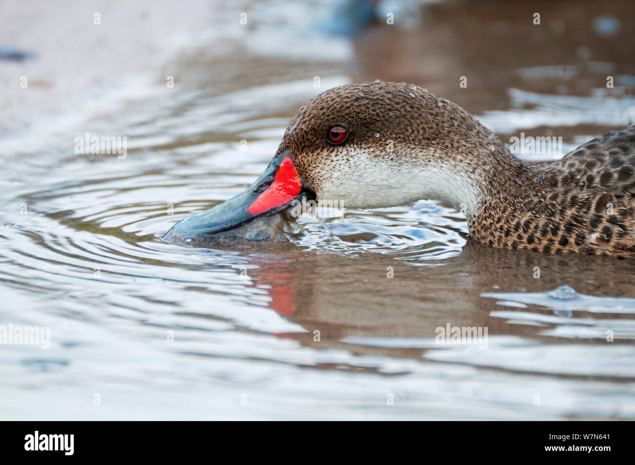 White-cheeked pintail (Anas bahamensis) filtering water through beak ...