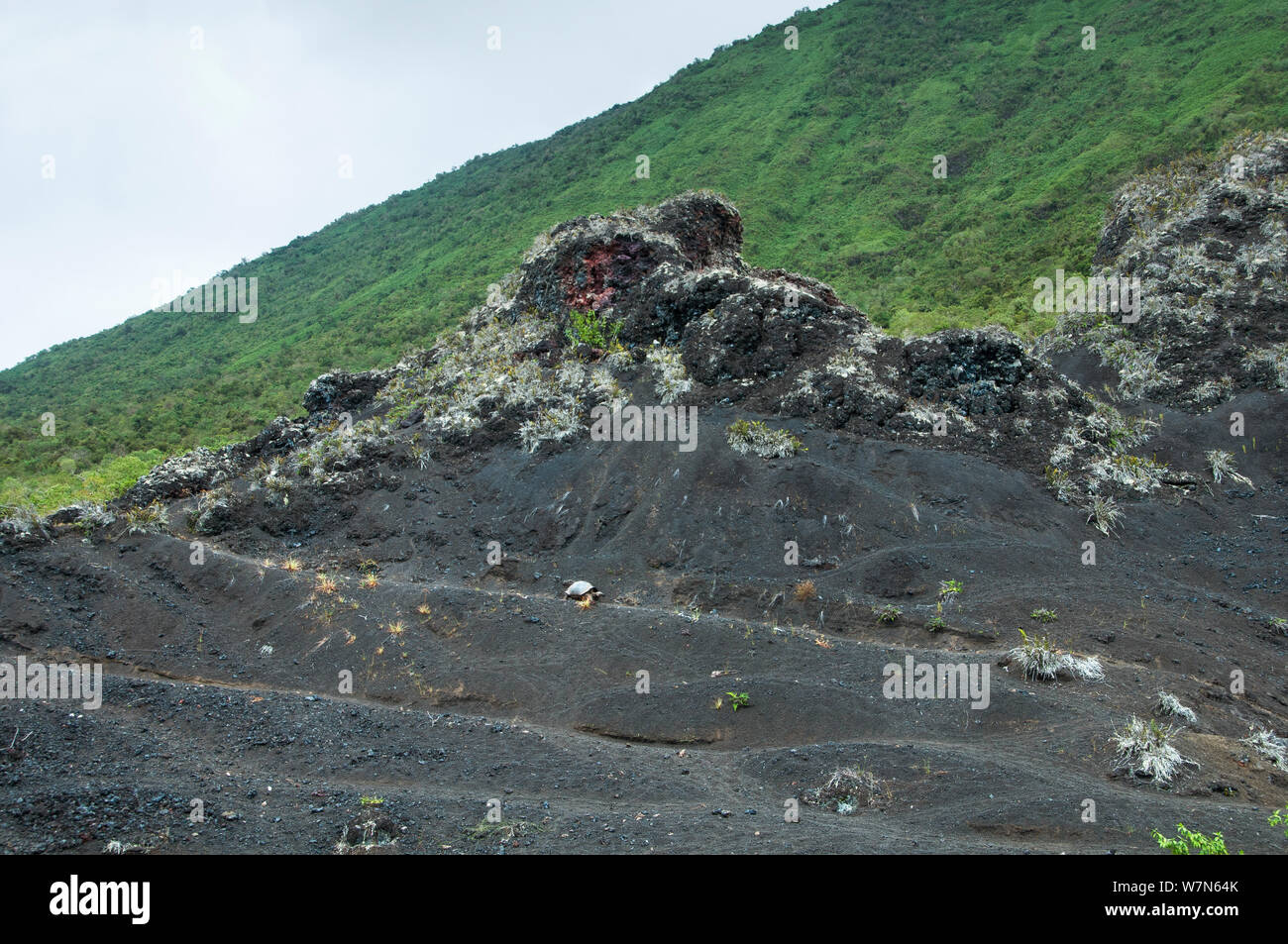 Wolf Volcano giant tortoise (Chelonoidis nigra becki) walking along the ...