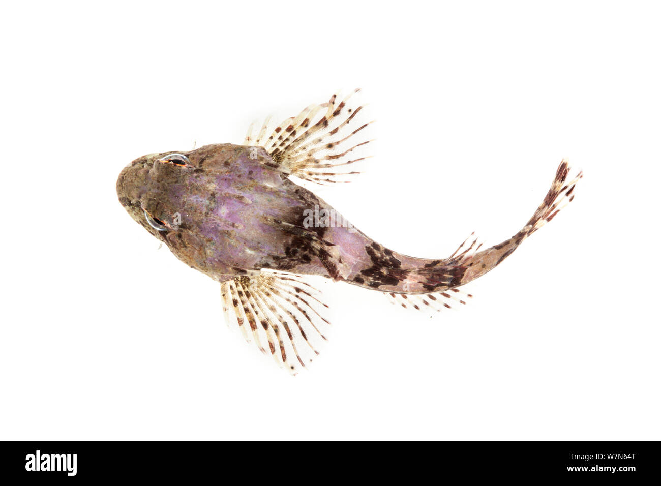 Sea Scorpion / Bullfish (Taurulus bubalis) against white background ...