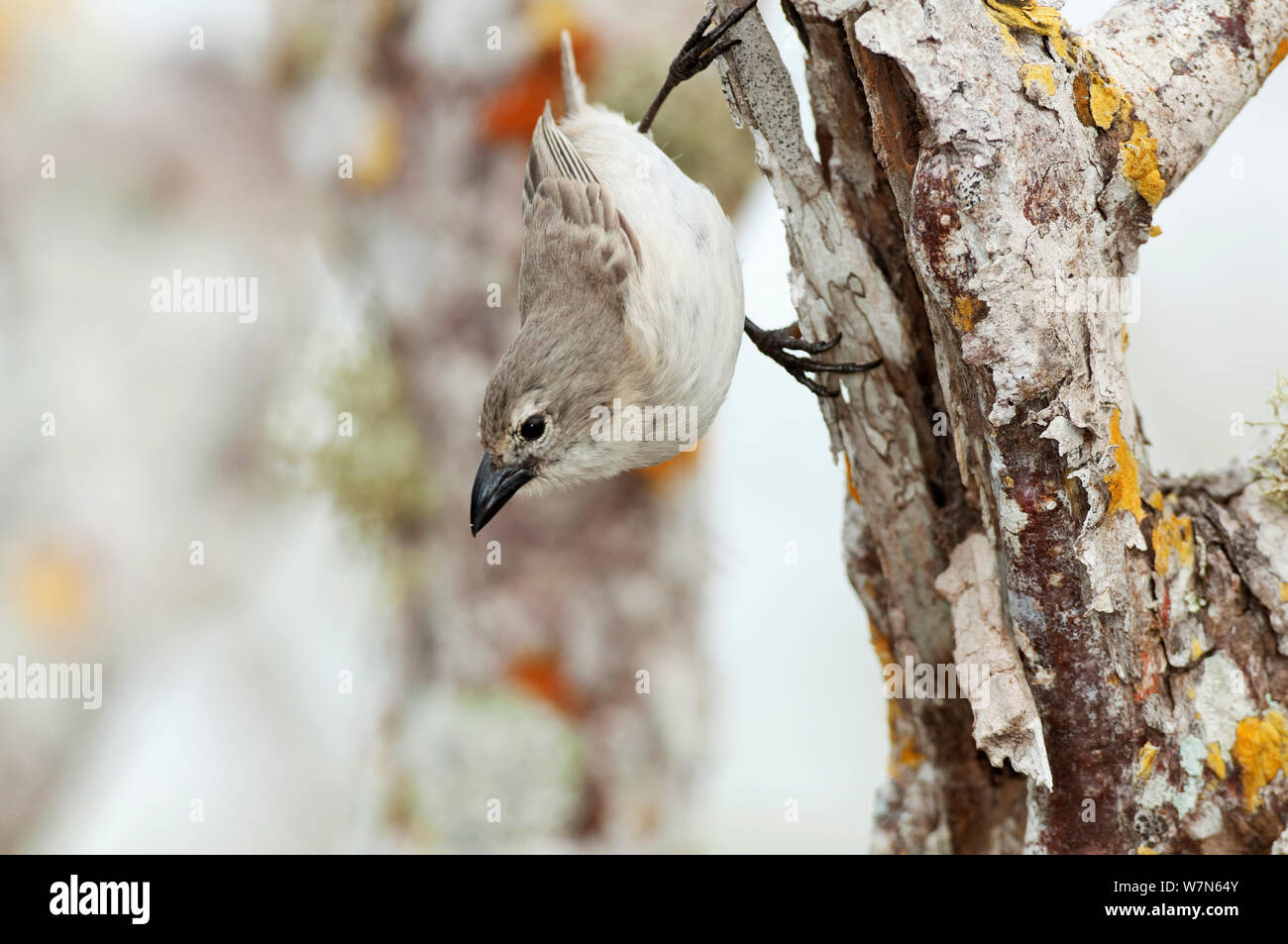 Woodpecker finch (Camarhynchus pallidus) with dark beak showing ...