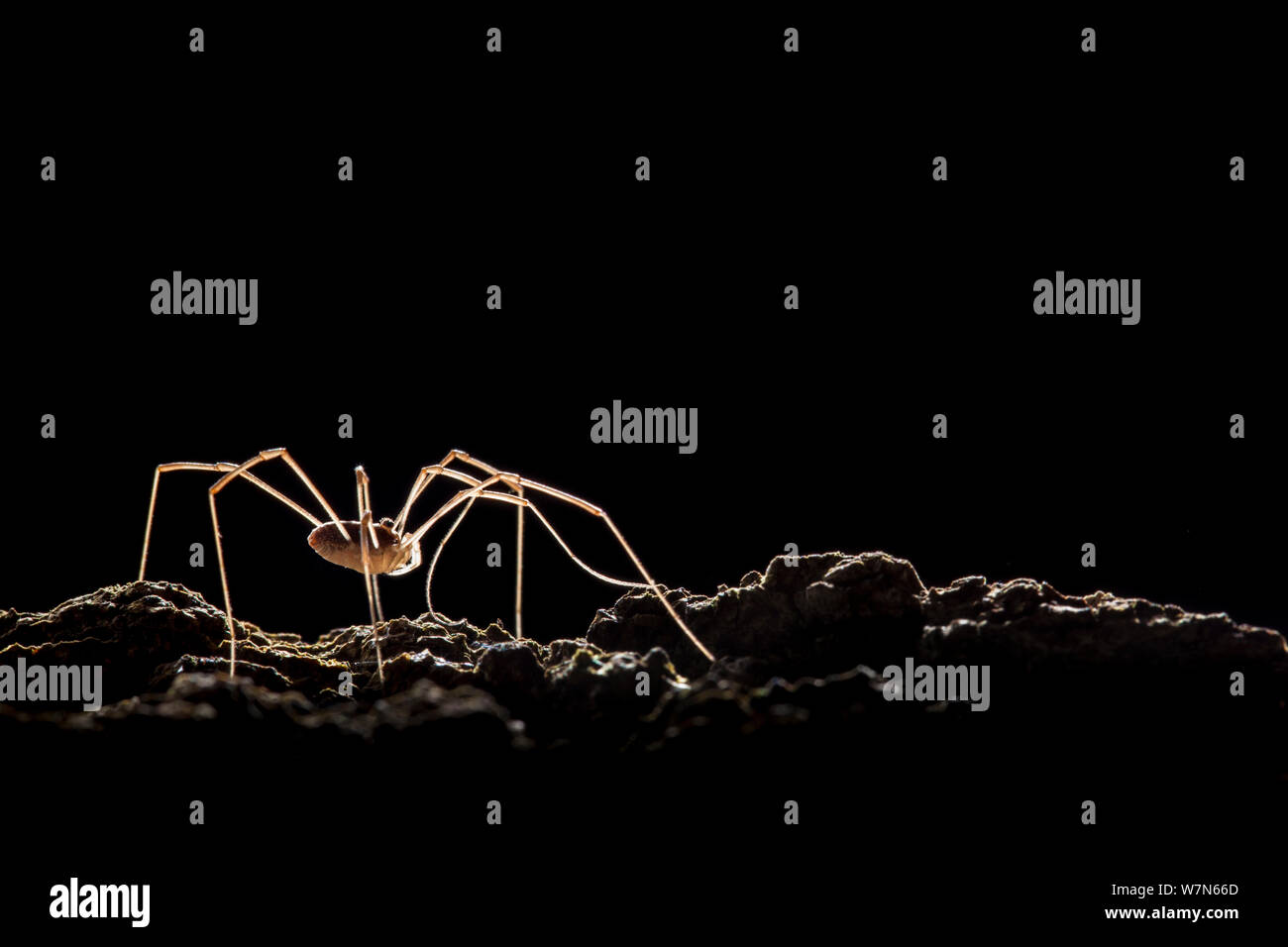 Pale Saddled Harvestman High Resolution Stock Photography and Images ...
