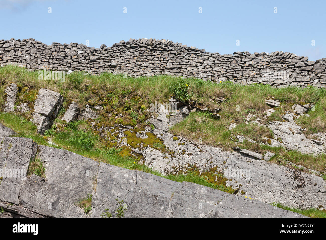 Limestone outcrop below a limestone dry stone wall. Peak District ...
