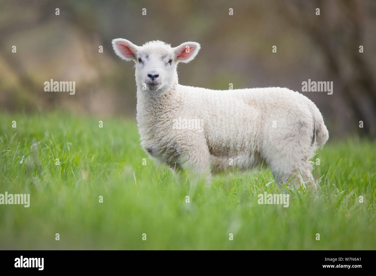 Domestic Lamb (Ovis aries) portrait. Peak District National Park, UK ...