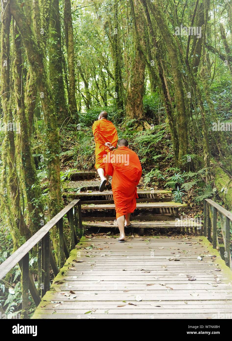 Thai monk walking in forest hi-res stock photography and images - Alamy