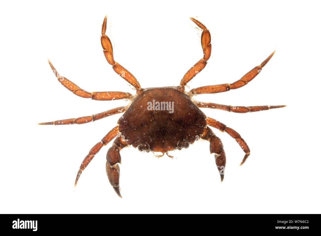 Shore Crab (Carcinus maenas) on white background. From the Isle of Skye ...
