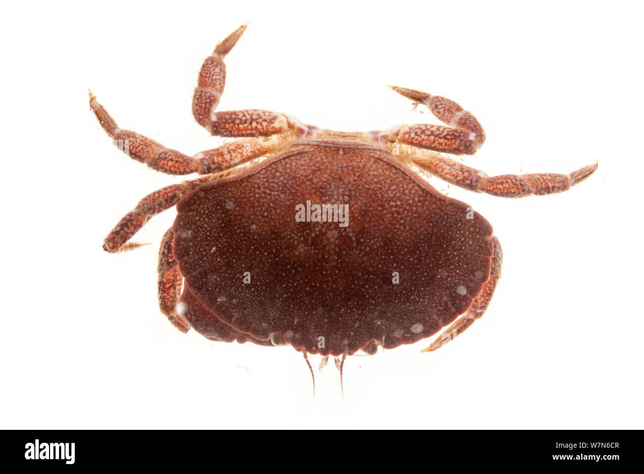 Edible Crab (Cancer pagurus) against white background. From the Isle of ...