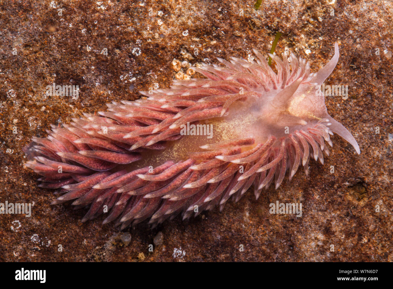 Shagrug Nudibranch / Common Grey Seaslug (Aeolidia papillosa). Isle of ...
