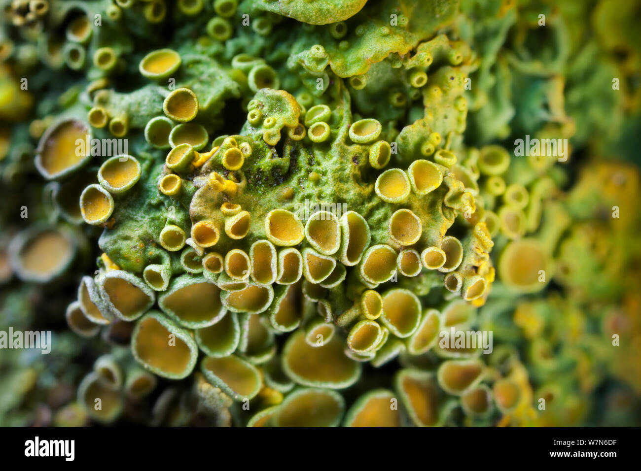 Macroscopic Algae