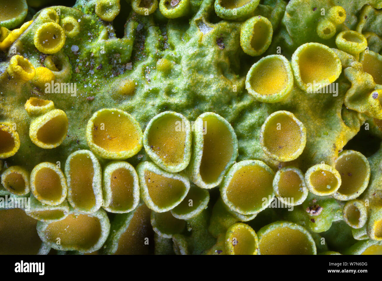 Fungi algae hi-res stock photography and images - Alamy