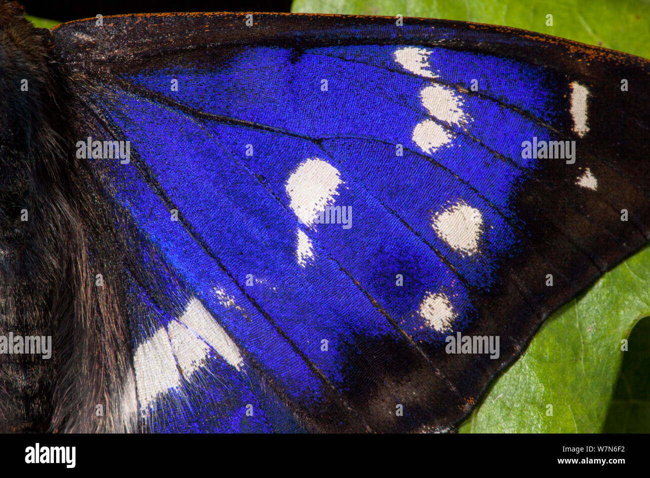 Purple scales hi-res stock photography and images - Alamy