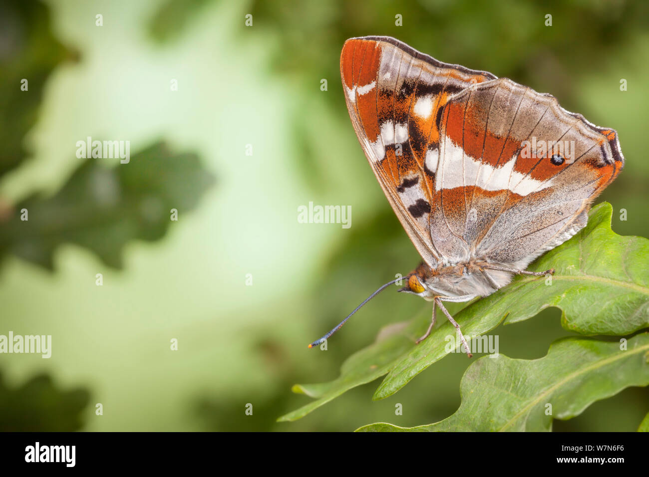 Purple emperor butterfly oak hi-res stock photography and images - Alamy