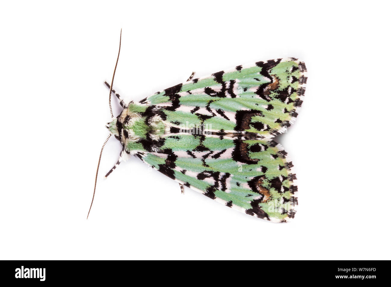 Scarce Merveille du Jour Moth (Moma alpium) against white background ...