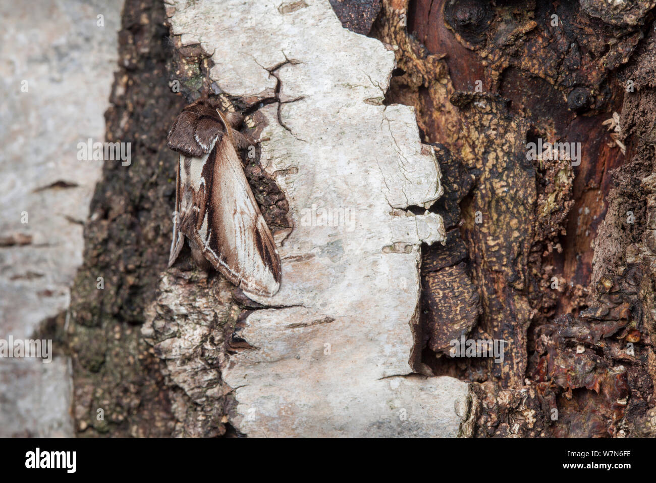 Swallow Prominent moth (Pheosia tremula) camouflaged against birch bark ...