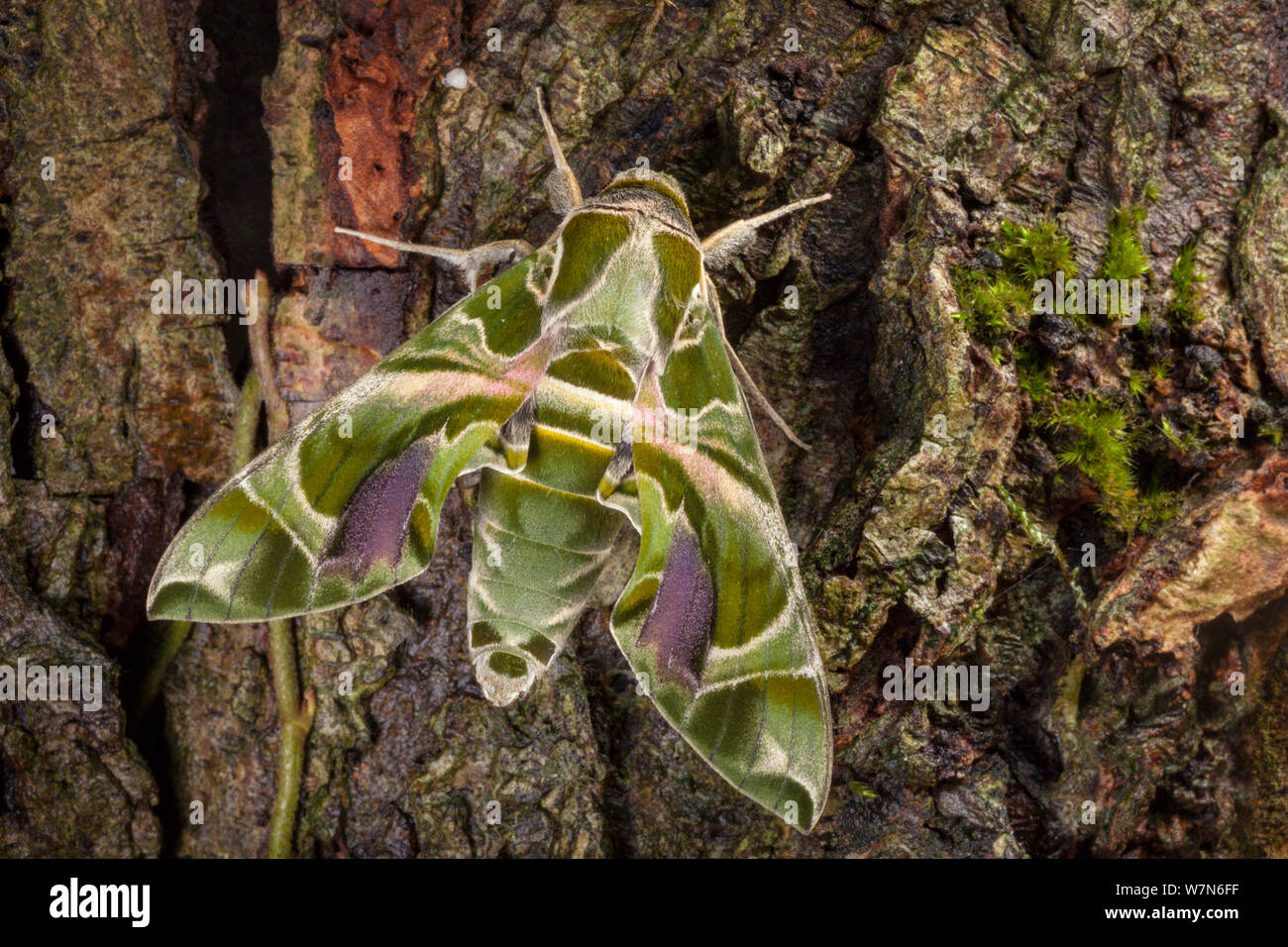 Rare insects hi-res stock photography and images - Alamy