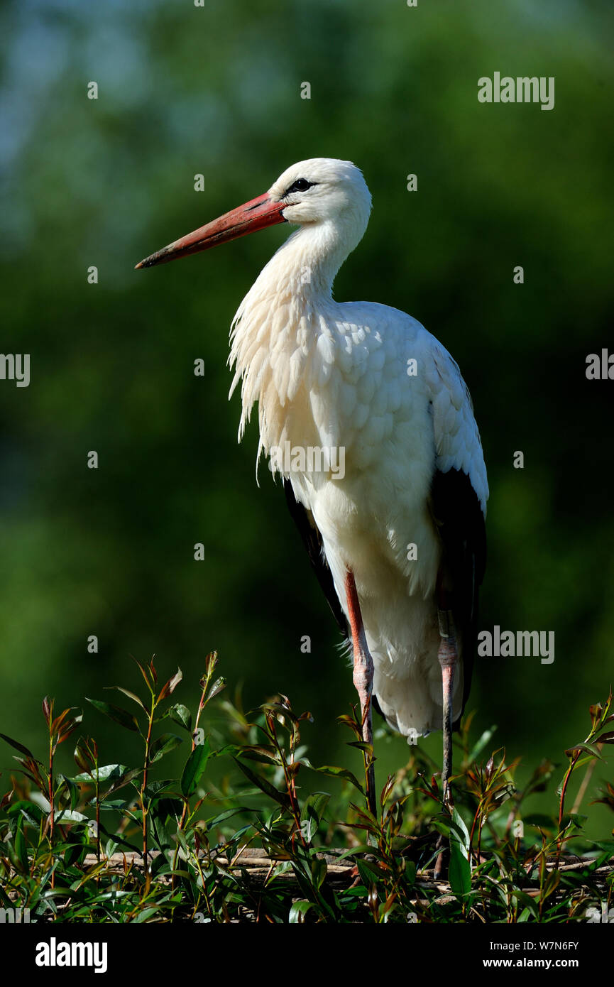 White stork (Ciconia ciconia) on nest, Alsace, France, May Stock Photo ...