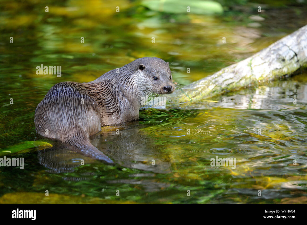European river otter (Lutra lutra) captive, Alsace, France Stock Photo ...