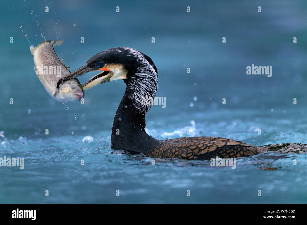 Common cormorant hi-res stock photography and images - Alamy