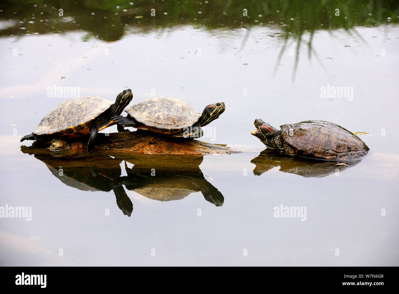 Red-eared slider / turtles (Trachemys scripta elegans) basking on ...