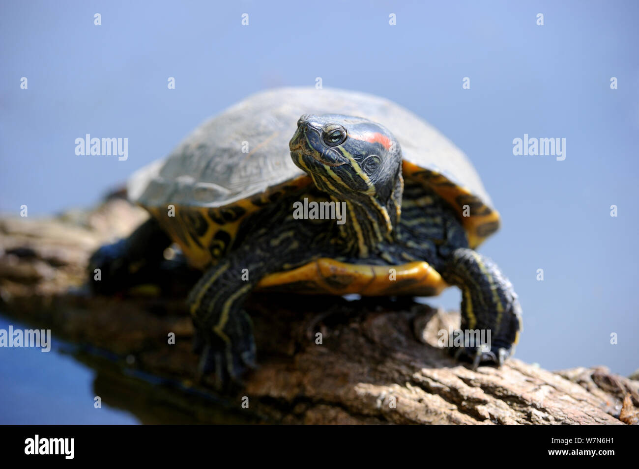Red-eared slider / turtle basking on submerged branch (Trachemys ...