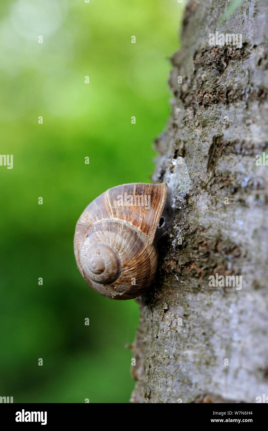 Snails on a tree hi-res stock photography and images - Alamy