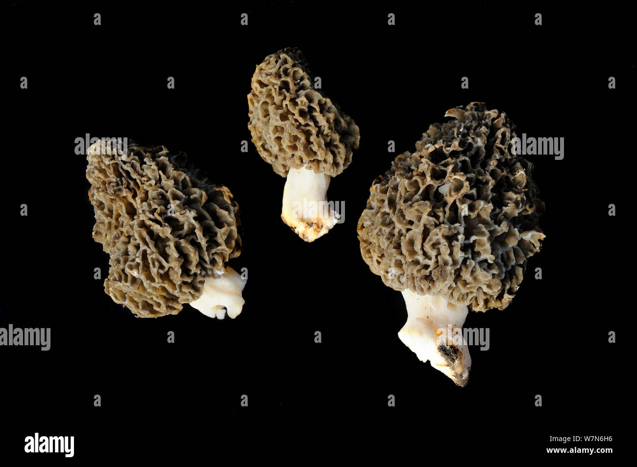 Morel fungi hi-res stock photography and images - Alamy