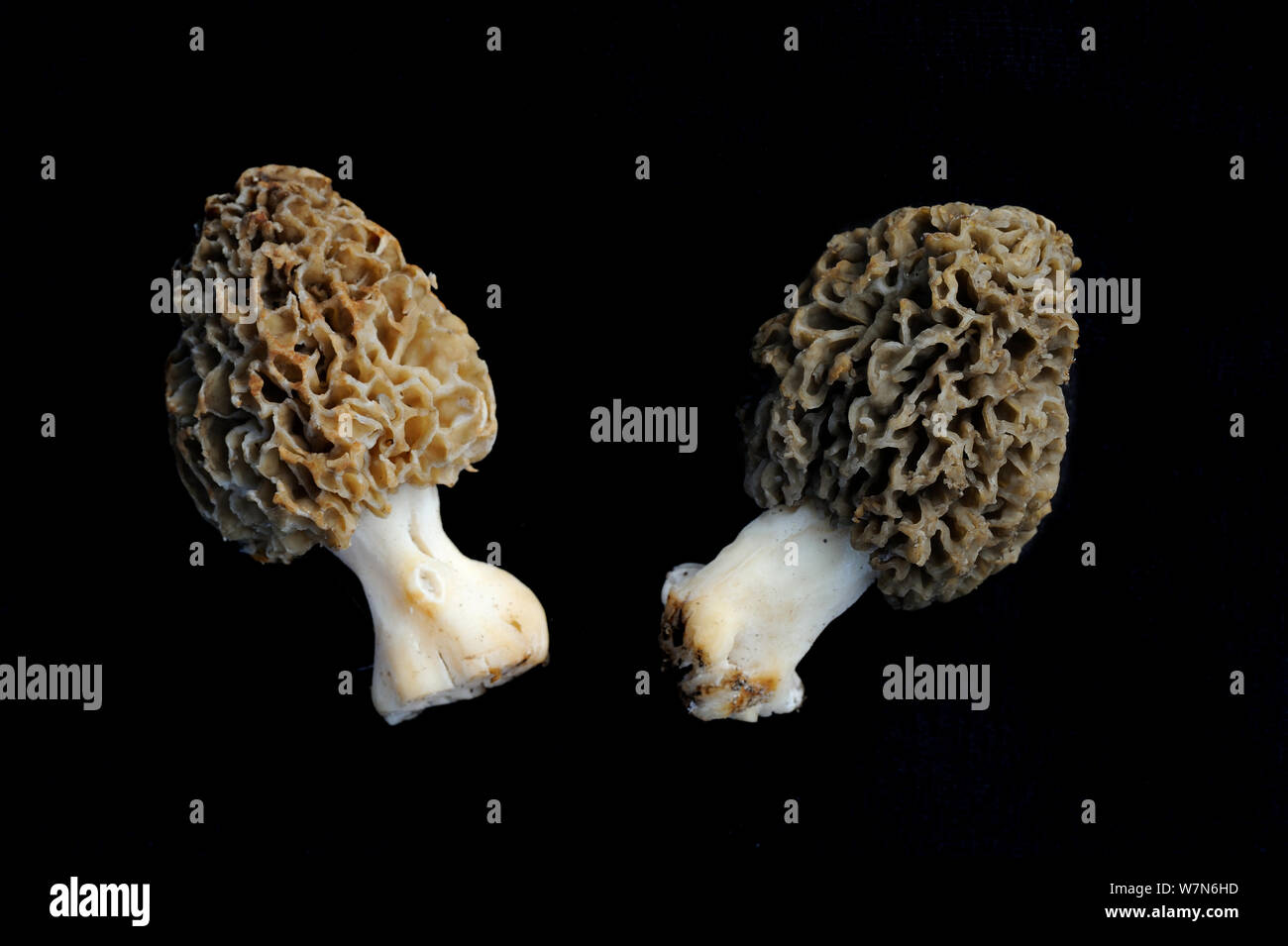 Common morel fungus (Morchella esculenta) Alsace, France Stock Photo ...