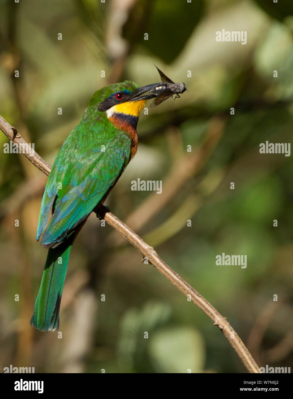 Cinnamon-chested Bee-eater with insect in bill (Merops oreobates ...