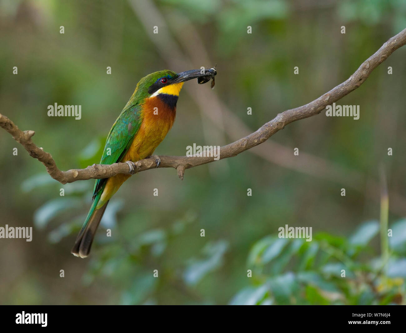 Tanzania arusha national park hi-res stock photography and images - Alamy