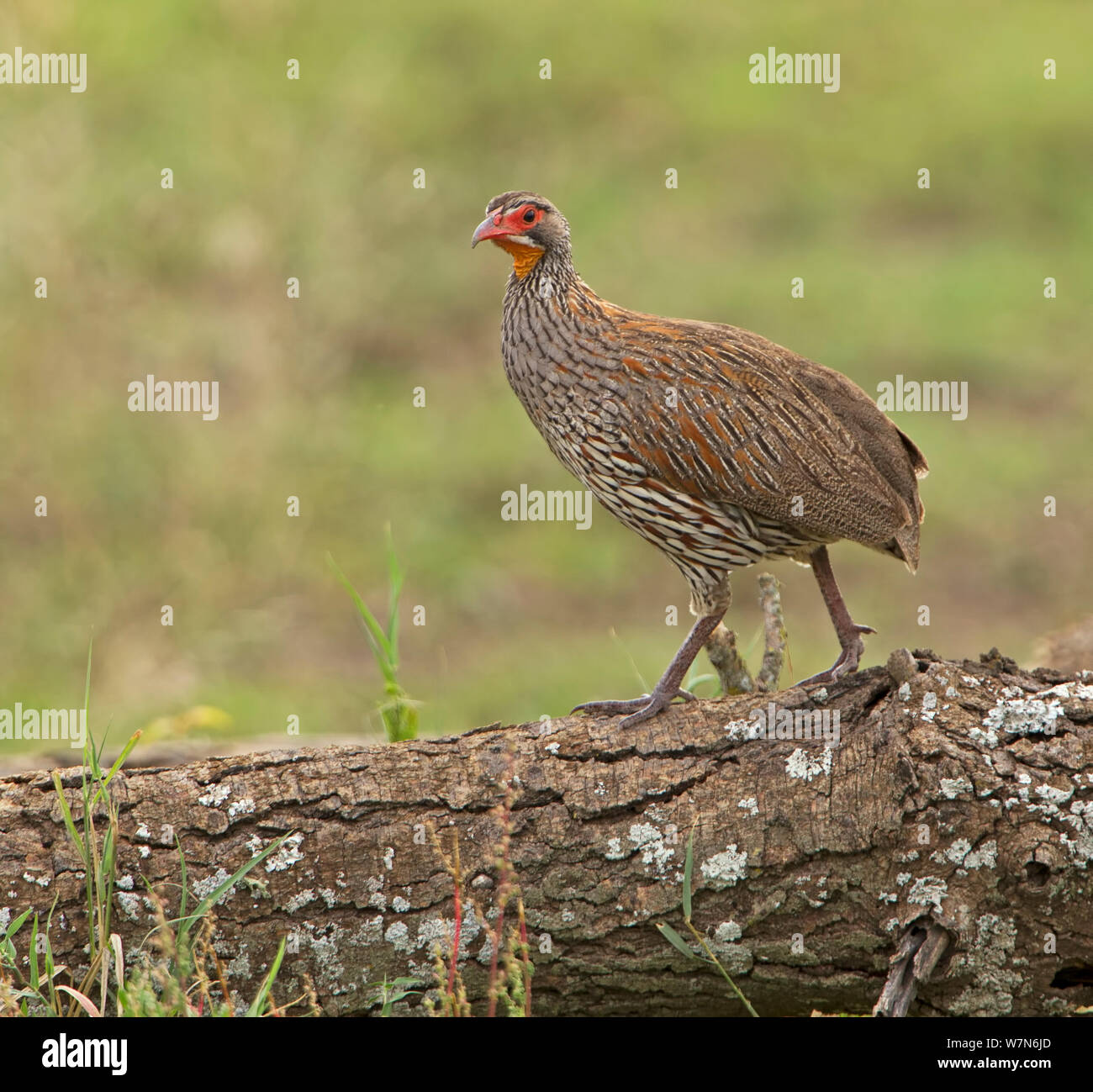 Grey breasted francolin (Pternistis rufopictus) atop a log, Serengeti National Park, Tanzania ...
