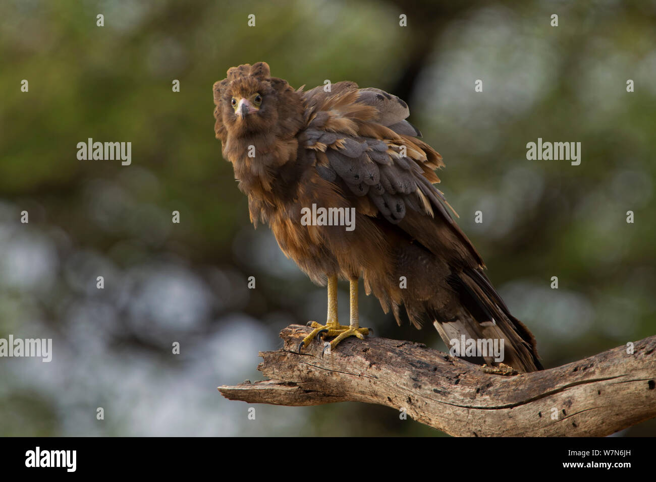 African harrier hawk (Polyboroides typus), known as the Gymnogene in ...