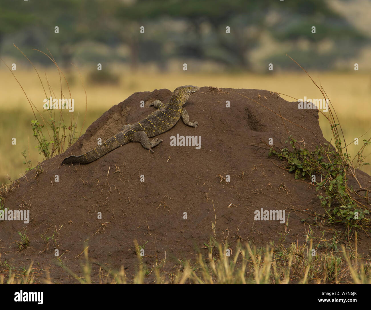 Nile monitor (Varanus niloticus) climbing up termite mound, Serengeti ...