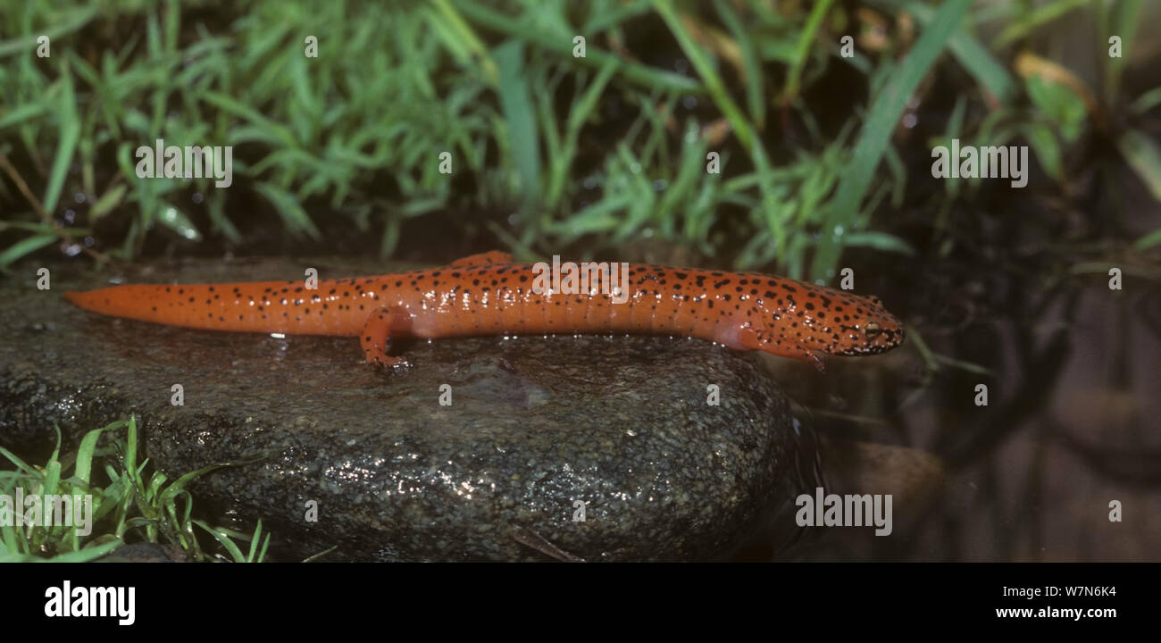 Red salamanders hi-res stock photography and images - Alamy