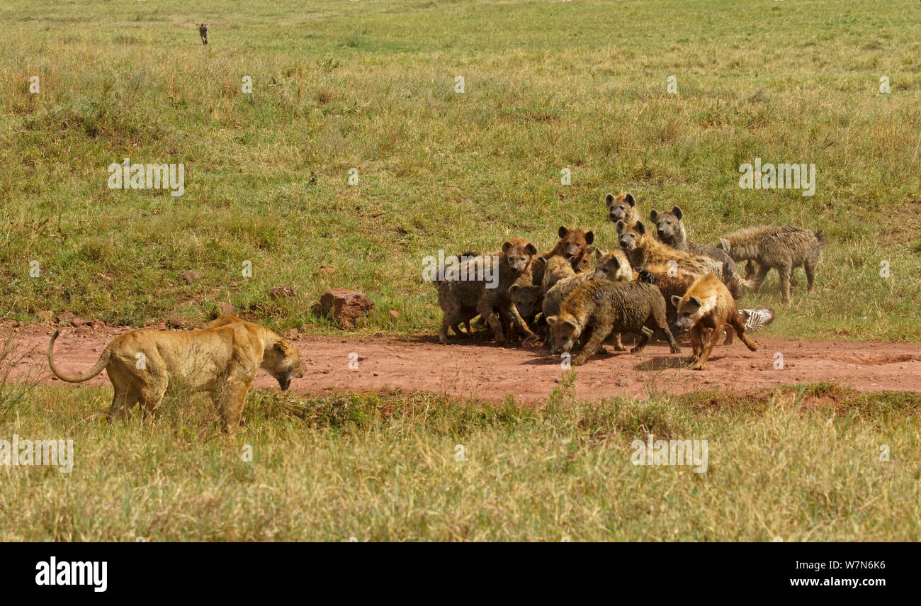 Lioness (Panthera leo) stands off to one side growling, as she watches ... Lioness (Panthera leo) stands off to one side growling, as she watches ...
