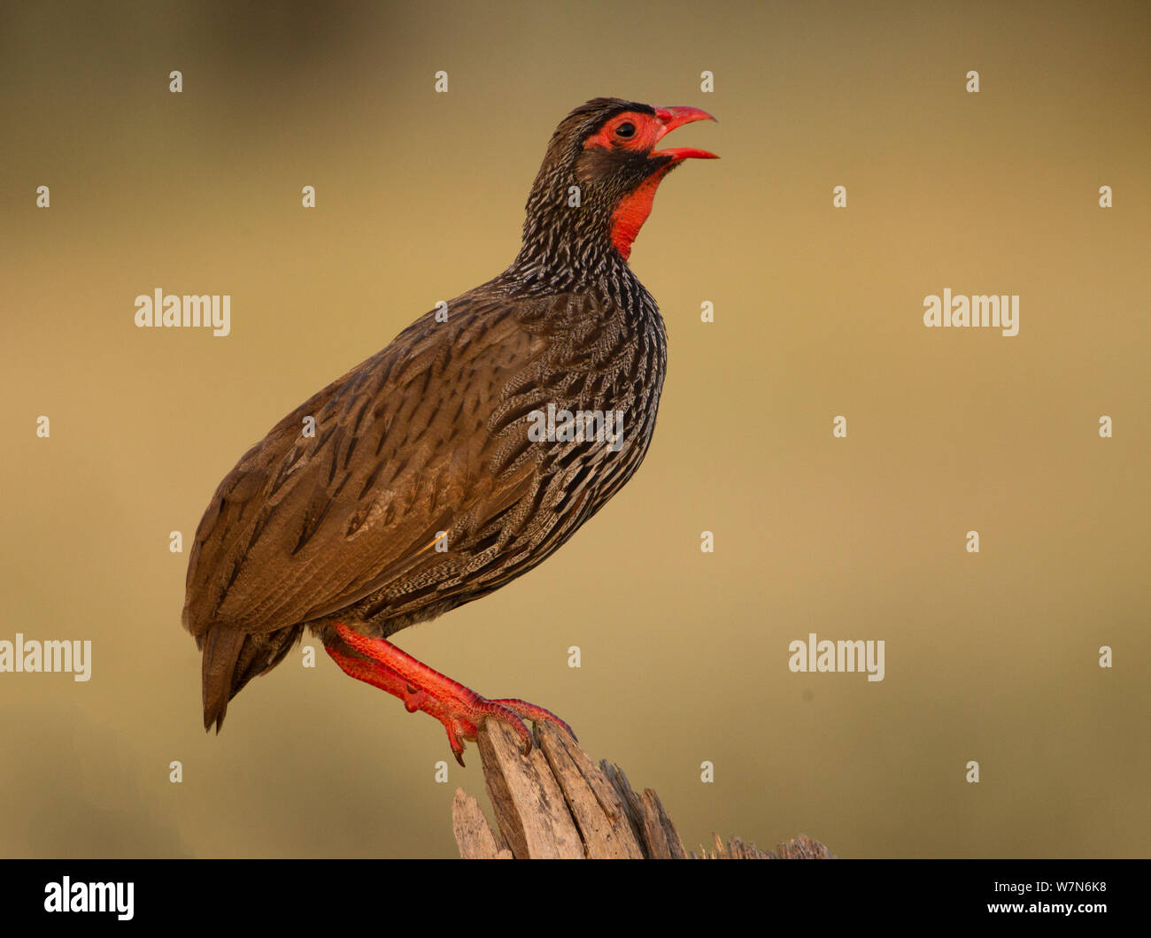 Red-necked Spurfowl (Francolinus afer) calling from atop a dead log ...