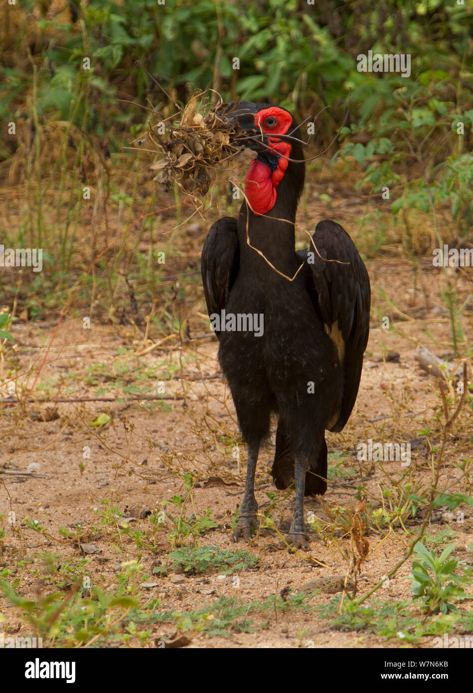Southern Ground hornbill (Bucorvus leadbeateri) gathering nesting ...