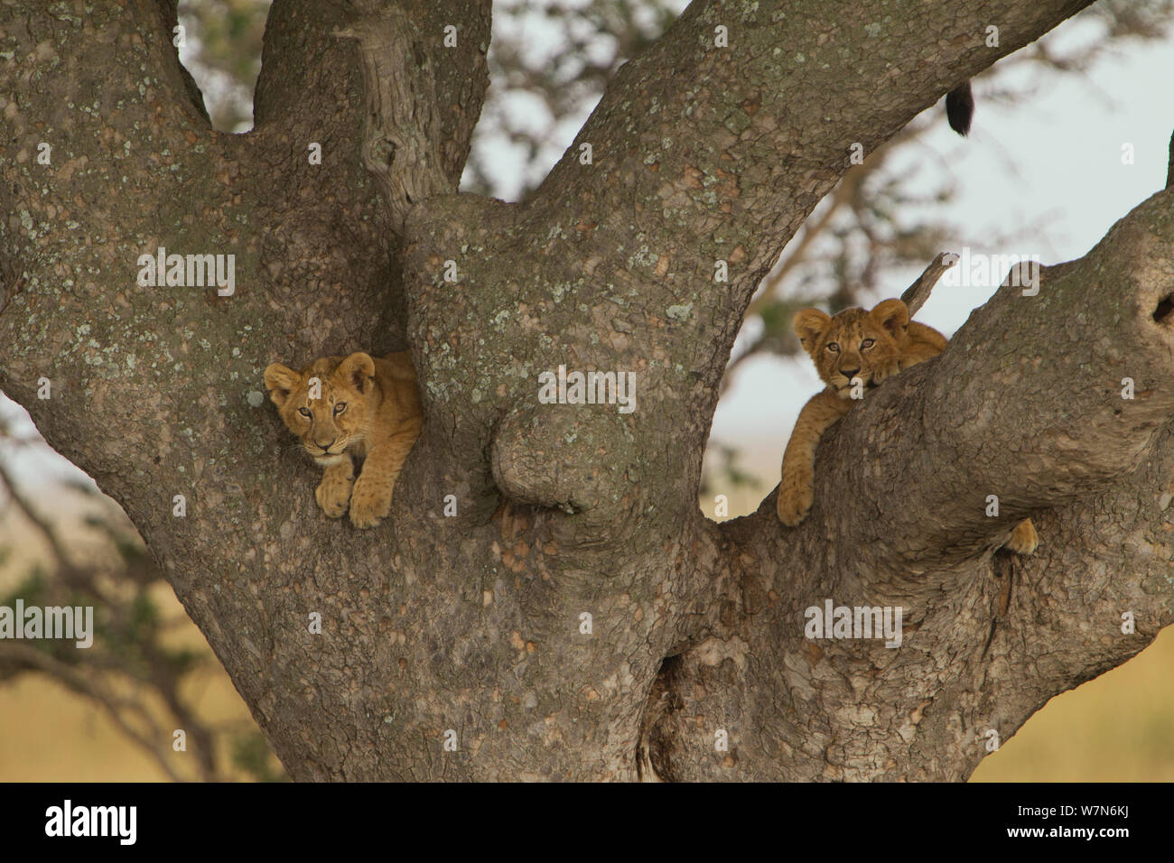 Big tails hi-res stock photography and images - Alamy