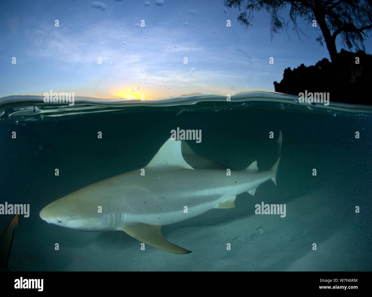 Blacktail reef shark carcharhinus wheeleri hi-res stock photography and ...